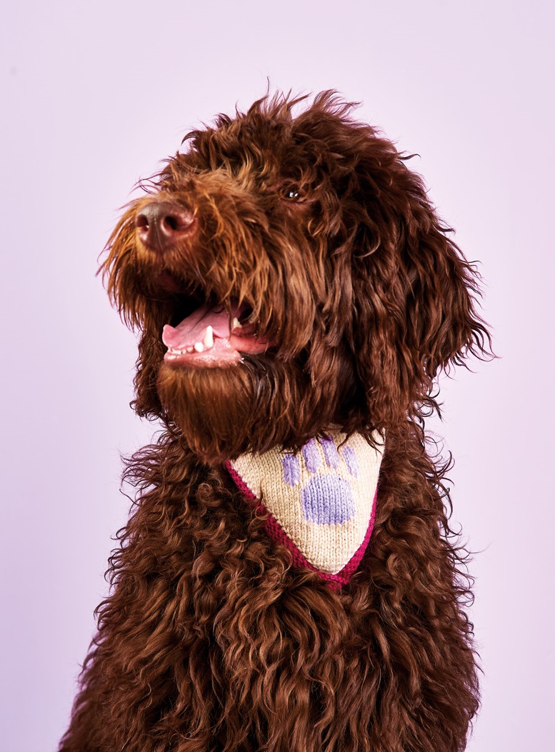 Dog Neckerchiefs | Knitting Patterns | Let's Knit Magazine